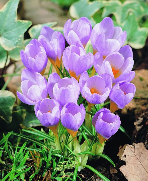 Crocus Bot. Sieberi Firefly - Koop Bloembollen voor een bloeiende toekomst