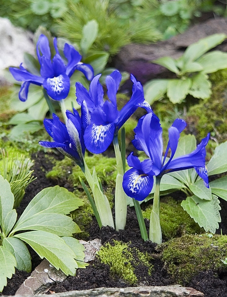 Iris Histrioides Lady Beatrix Stanley - Koop Bloembollen voor een ...
