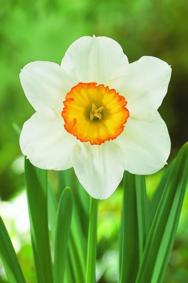 Narcis Flower Record - Koop Bloembollen voor een bloeiende toekomst