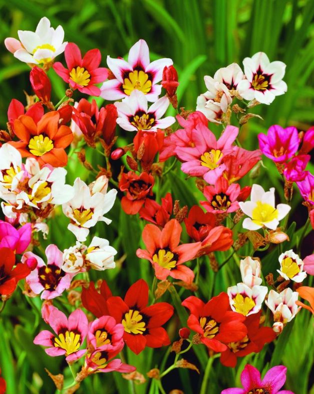 Sparaxis Mix - Koop Bloembollen voor een bloeiende toekomst
