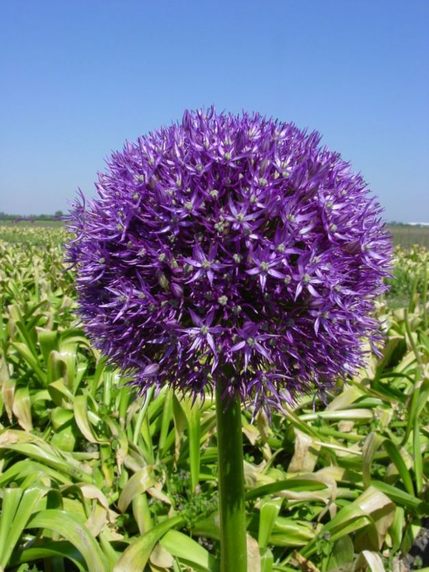 Allium Pinball Wizard - Koop Bloembollen voor een bloeiende toekomst